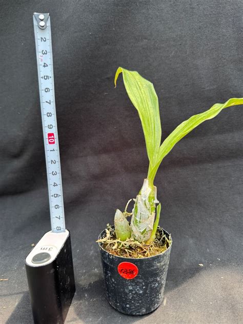 Yahoo オークション 洋蘭原種 Cycnoches Cooperii
