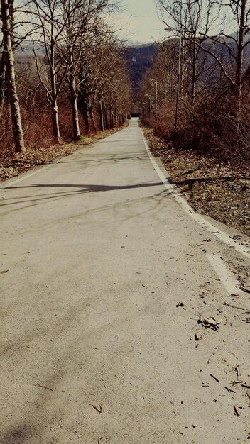 Premium Photo Empty Road Along Bare Trees
