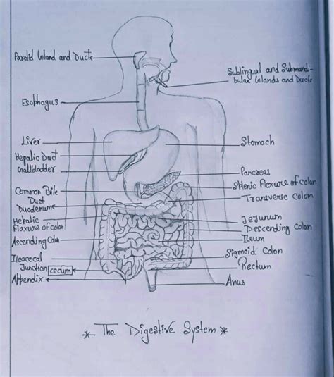 Human Digestive System Diagram Class 10 Digestive System 6th Grade