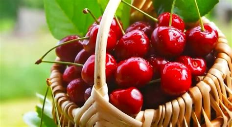 Чим потрібно підгодовувати черешню щоб отримати багатий урожай Читайте на Ukr Net