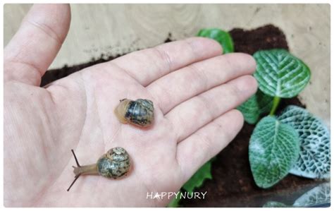 명주 달팽이 키우기 수명 먹이 주는 방법