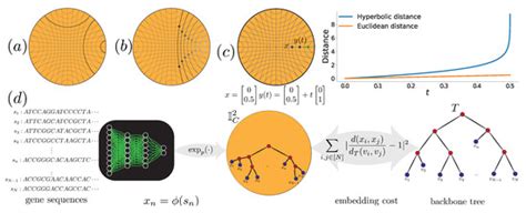 Learning Hyperbolic Embedding For Phylogenetic Tree Placement And Updates