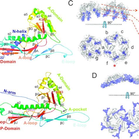 Depiction Of Structure And Function Of Phi29 Dna Packaging Motor A