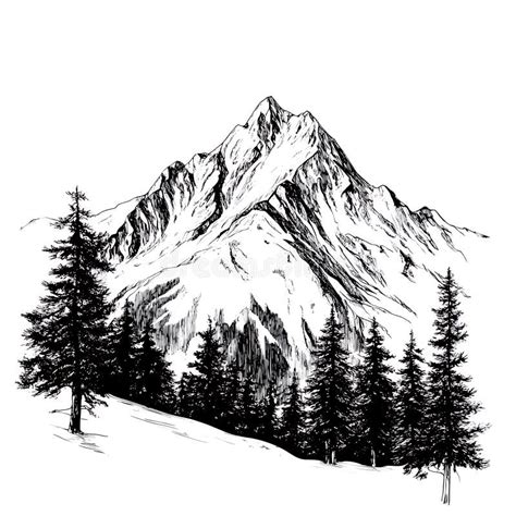 Ink Sketch Of A Snow Capped Mountain Peak With Evergreen Trees Ink