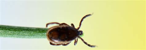 Meld Je Tekenbeet En Bestrijd De Ziekte Van Lyme Iedereen Wetenschapper