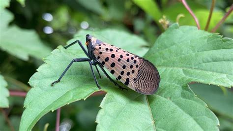 September Invasive Species News Help Survey For Spotted Lanternfly