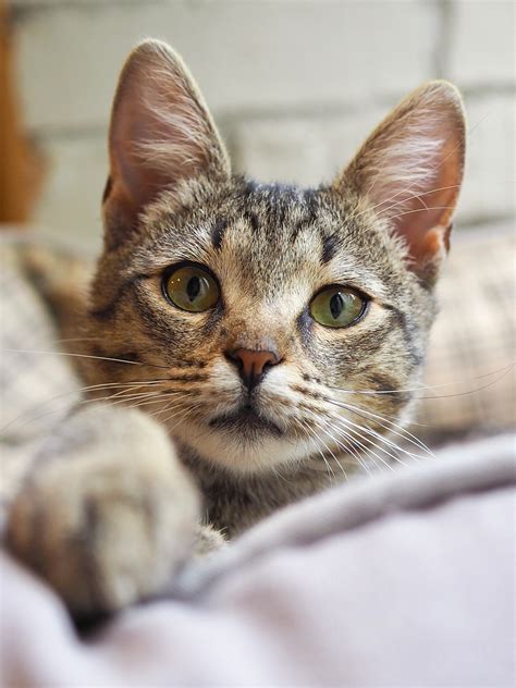 КотоБюро коворкинг котокафе антикафе площадка для мероприятий Added A New Photo — In Sydney