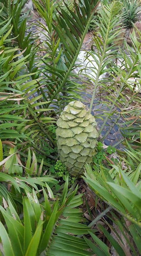 A Pine Cone Is Growing On The Side Of A Tree In A Garden With Lots Of Green Leaves