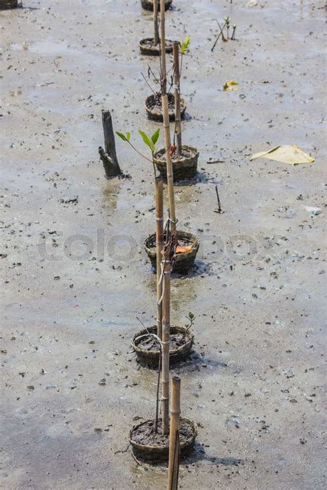 Rhizophora Apiculata Stock Image Colourbox