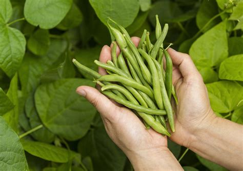 Pick And Store Your Green Beans