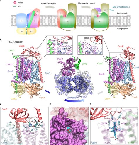 Af2complex A Deep Learning Model For Predicting Protein Complex Structures And Protein Protein