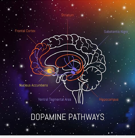 Cross Section Of Human Brain Dopamine Pathways Credit Veronika Download Scientific Diagram