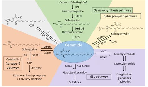 4 2 Sphingolipid Biosynthesis Modified From S Merscher Et Al 86 Download Scientific Diagram