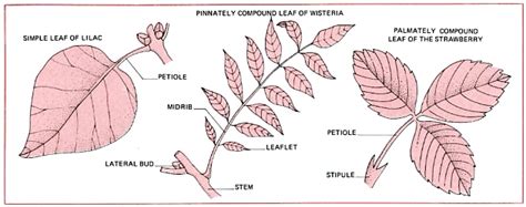 Leaf Epidermis