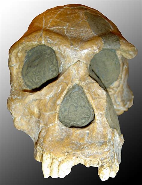 List Of Fossil Primates Wikipedia