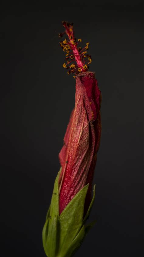 La Naturaleza Del Sexo Photographies On Behance