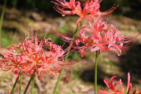 花植物「赤い彼岸花」壁紙1920x1280 壁紙館