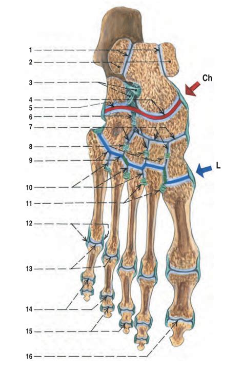 Articulationes Pedis I Diagram Quizlet