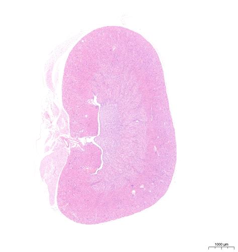 He染色 百仟度生物 病理实验 组化荧光 石蜡切片 透射电镜