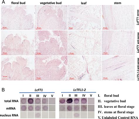 植物单细胞核转录组利用单细胞核转录组挑战非模式生物 荔枝花芽发育分化过程 知乎