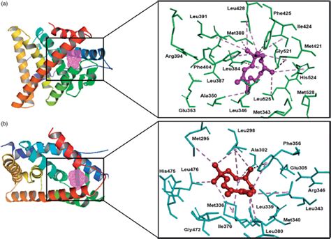 Molecular Docking Results Employing Autodock 42 Three Dimensional