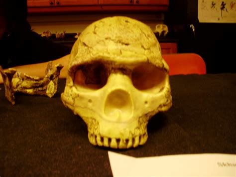 Aboriginal Australians Australiod Race Page 3