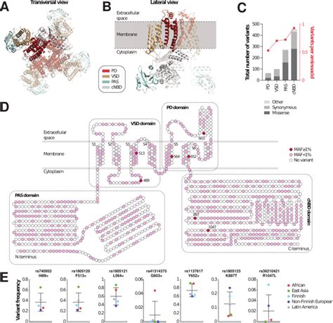 The Landscape Of Genetic Variability Of Kcnh2 Herg The 3d Structure