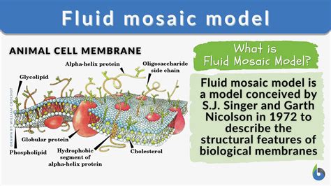 Fluid Mosaic Model 2d
