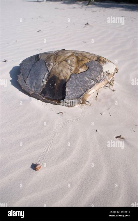 Battered Empty Turtle Shell On White Sand Beach With Caribbean Hermit
