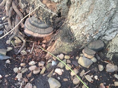 Tree Surveys Reports North East Jesmond Tree Surgeons Limited