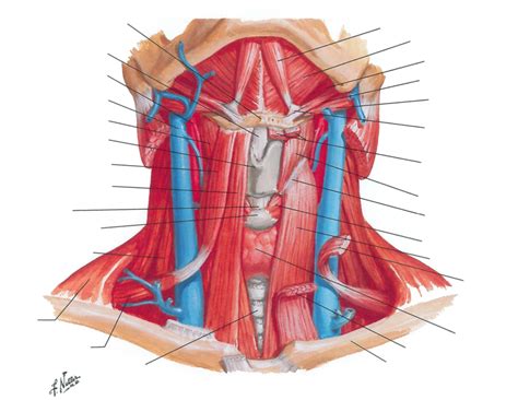 Infrahyoid Muscles Action