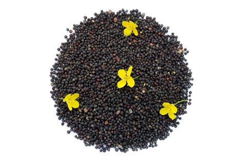 노란 꽃과 씨앗 상단보기와 유채 식물 겨자 씨와 꽃입니다 흰색 배경에 고립 된 카놀라 씨앗과 신선한 카놀라 꽃 카놀라 꽃과 카놀라는 흰색에 고립 검은색에 대한 스톡 사진 및