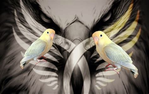 Agapornis Pallid Fischeri Ladybirduae Aviary