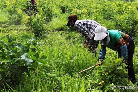 東遼縣依託綠水青山發展柞蠶養殖，走出了一條生態發展的鄉村振興之路 每日頭條