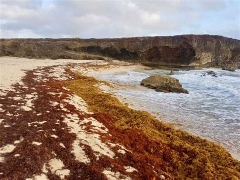 Small Amounts Of Sargassum Can Be Beneficial Aruba Today
