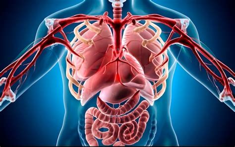 Premium Photo 3d Render Of Human Body Ai Generated
