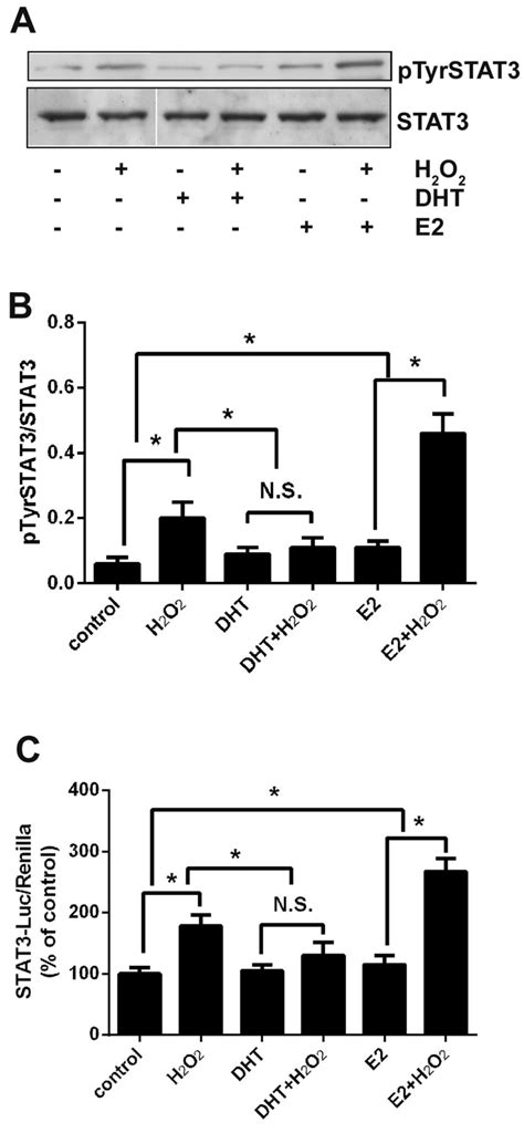 Sex Hormones Differentially Modulate Stat3 Dependent Antioxidant