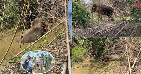 ប្រទះឃើញហ្វូងដំរីព្រៃអាស៉ីប្រមាណ២០ក្បាល បង្ហាញខ្លួននៅស្រុកកែវសីមា Hna News