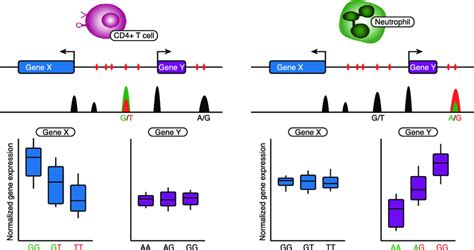 Eqtls Can Be Cell Type Specific Schematic Representation Of A Genetic Download Scientific
