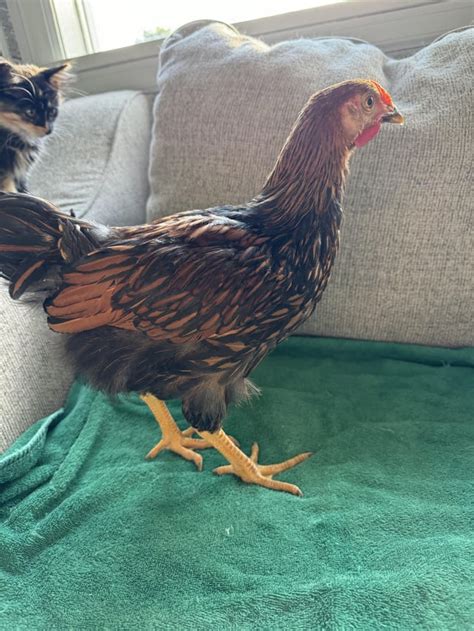 Hen Or Rooster Identification Service Please R Chickens