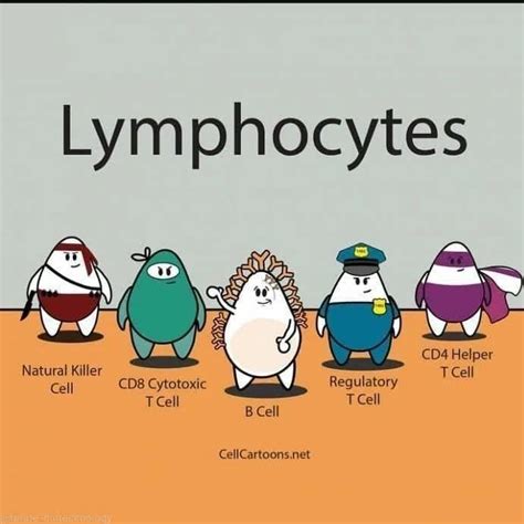 Csir Life Science On Instagram Cute Lymphocytes Biotechnology