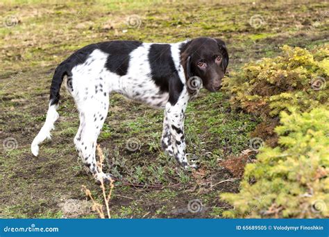 Pointer Searches Stock Image Image Of Outdoor Pedigree 65689505