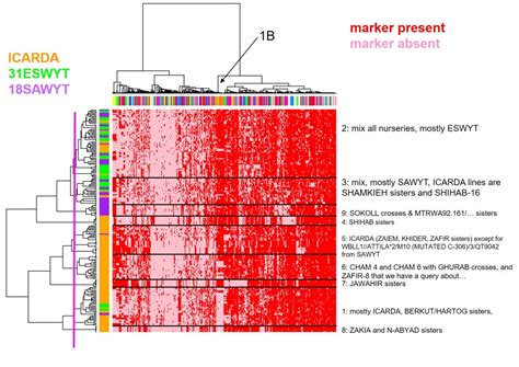 Genotyping Data Caige