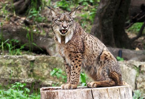 Lince Ibérico