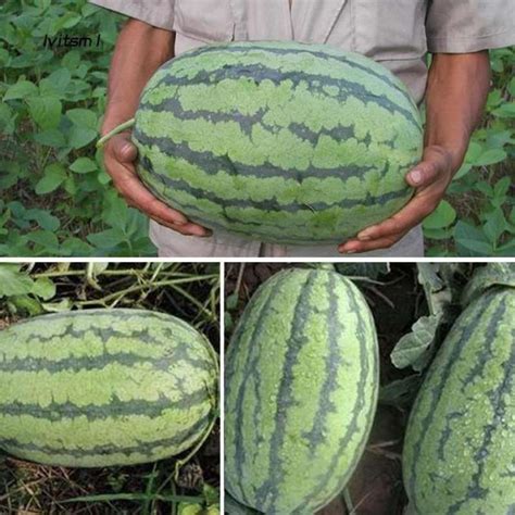 Jual 80 Butir Benih Semangka Lonjong Besar Baginda F1 Kemasan Asli Di