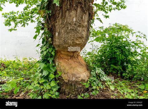 Beaver Bite Marks On An Ivy Overgrown And Heavily Damaged Tree Close To