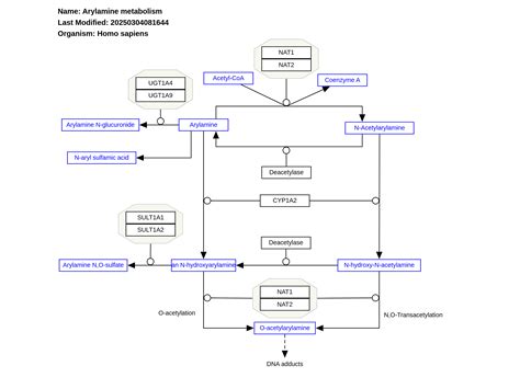 Arylamine Metabolism Wp694 Homo Sapiens Wikipathways