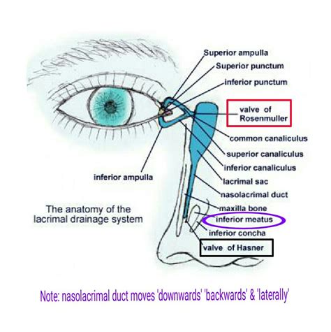 Valve Of Hasner In Nasolacrimal Duct Lacrimal Inferior Canaliculus