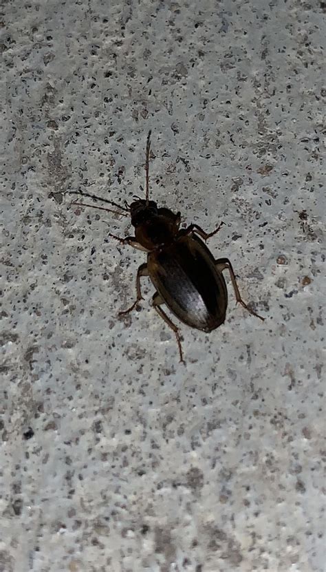 Is This A Beetle Or A Cockroach Whatsthisbug