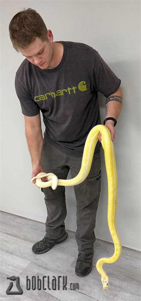 Pythons Available Bob Clark